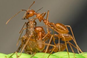 Quelle est la durée de vie d'une fourmi ? | fourmis.blog